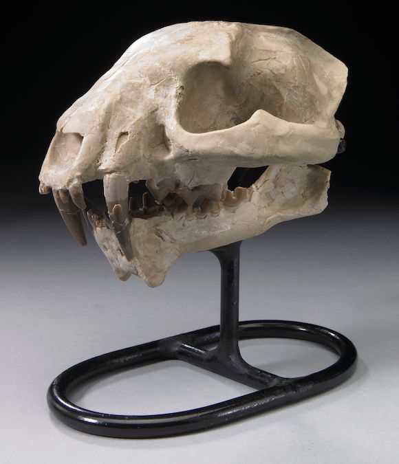Bonhams : Sabertoothed Cat Skull