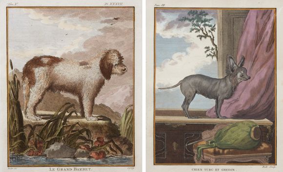 Bonhams : After Georges Louis Leclerc Buffon; Dogs, from Histoire ...