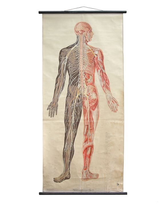 Bonhams : A German polychrome anatomical chart of a female model