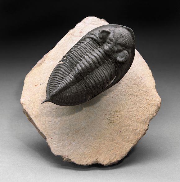 Bonhams : Free-Standing Trilobite