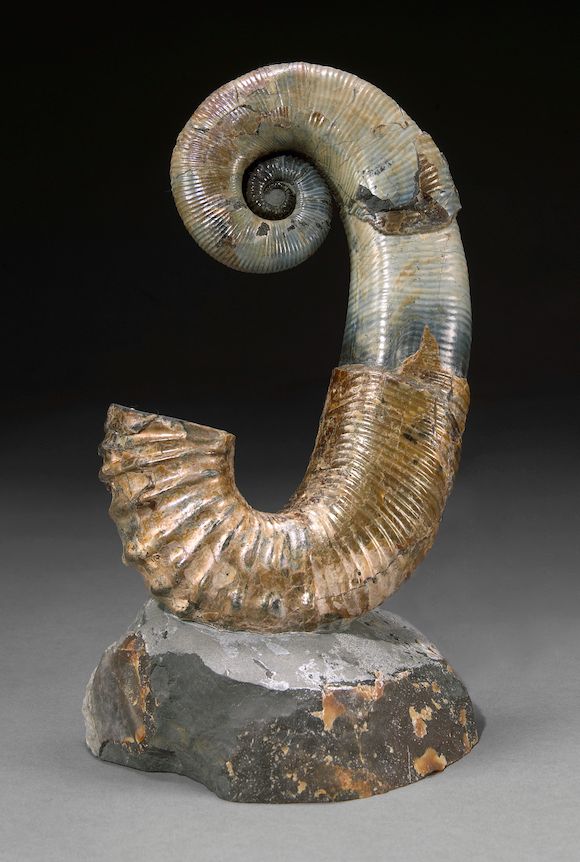 Bonhams : Russian Coiled Ammonite