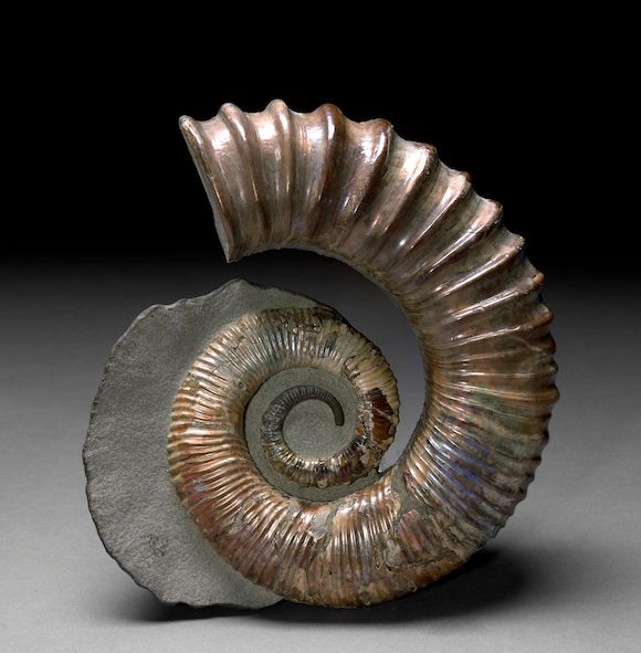Bonhams : Uncoiled Ammonite