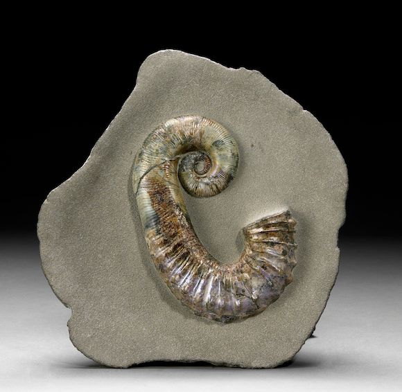 Bonhams : Russian Ammonite