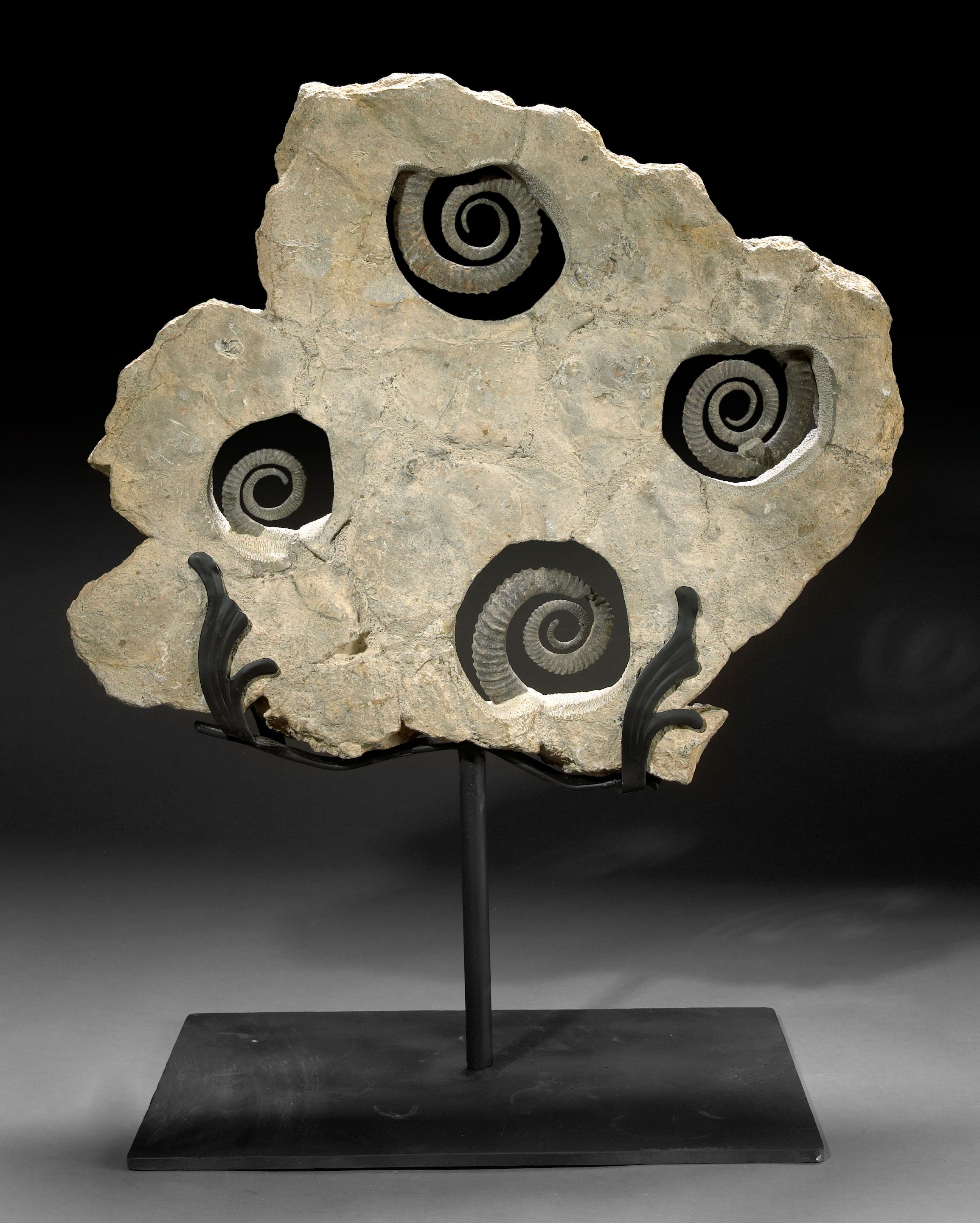 Uncoiled Ammonites on Matrix - auctions & price archive