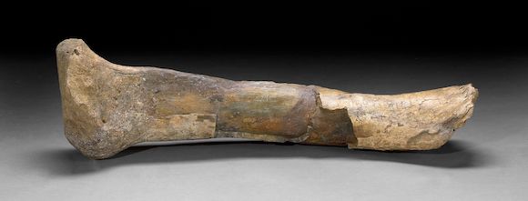 Bonhams : Enormous T-Rex Humerus – Arm Bone from a Tyrant Lizard King
