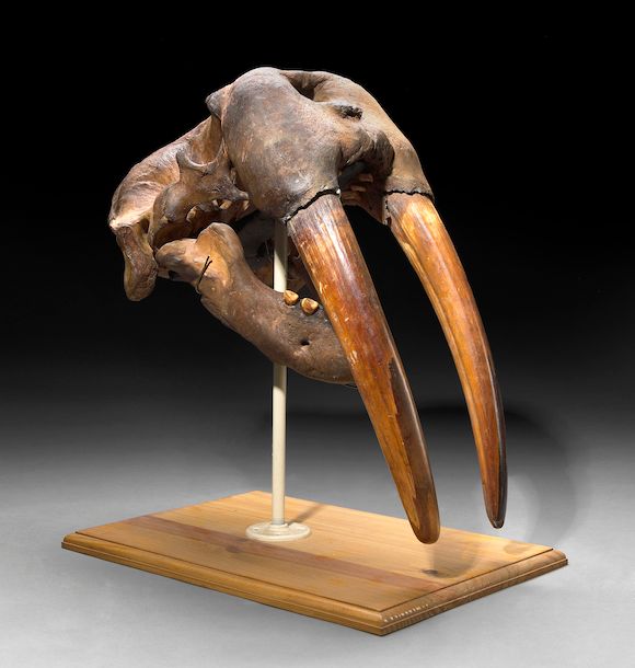 Bonhams : Alaskan Fossil Walrus Skull from a Distinguished Private ...