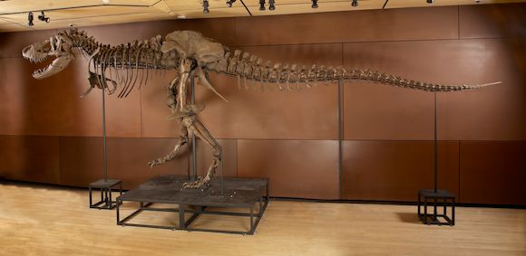 Bonhams : The T. rex known as Samson - One of the Most Complete ...