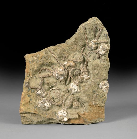 Bonhams : Australian Crinoid Group