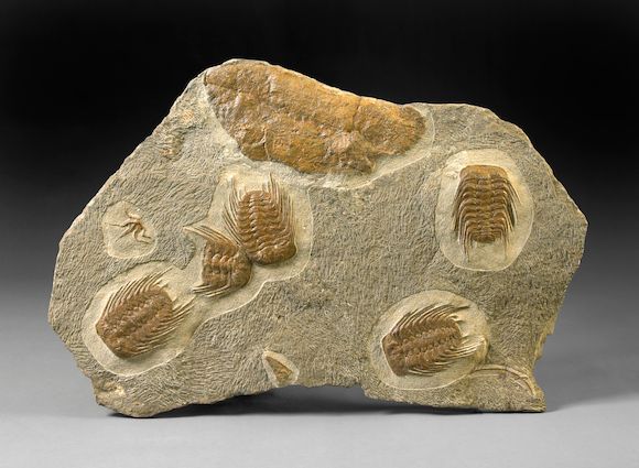 Bonhams : Very Large Trilobite Plate