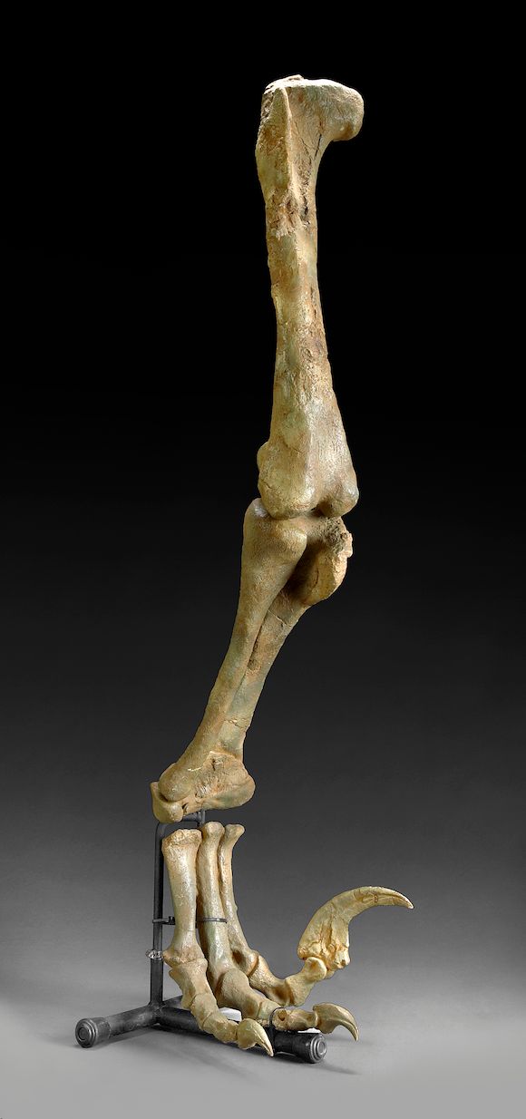 Bonhams : Utahraptor Leg - Research Quality Cast Replica