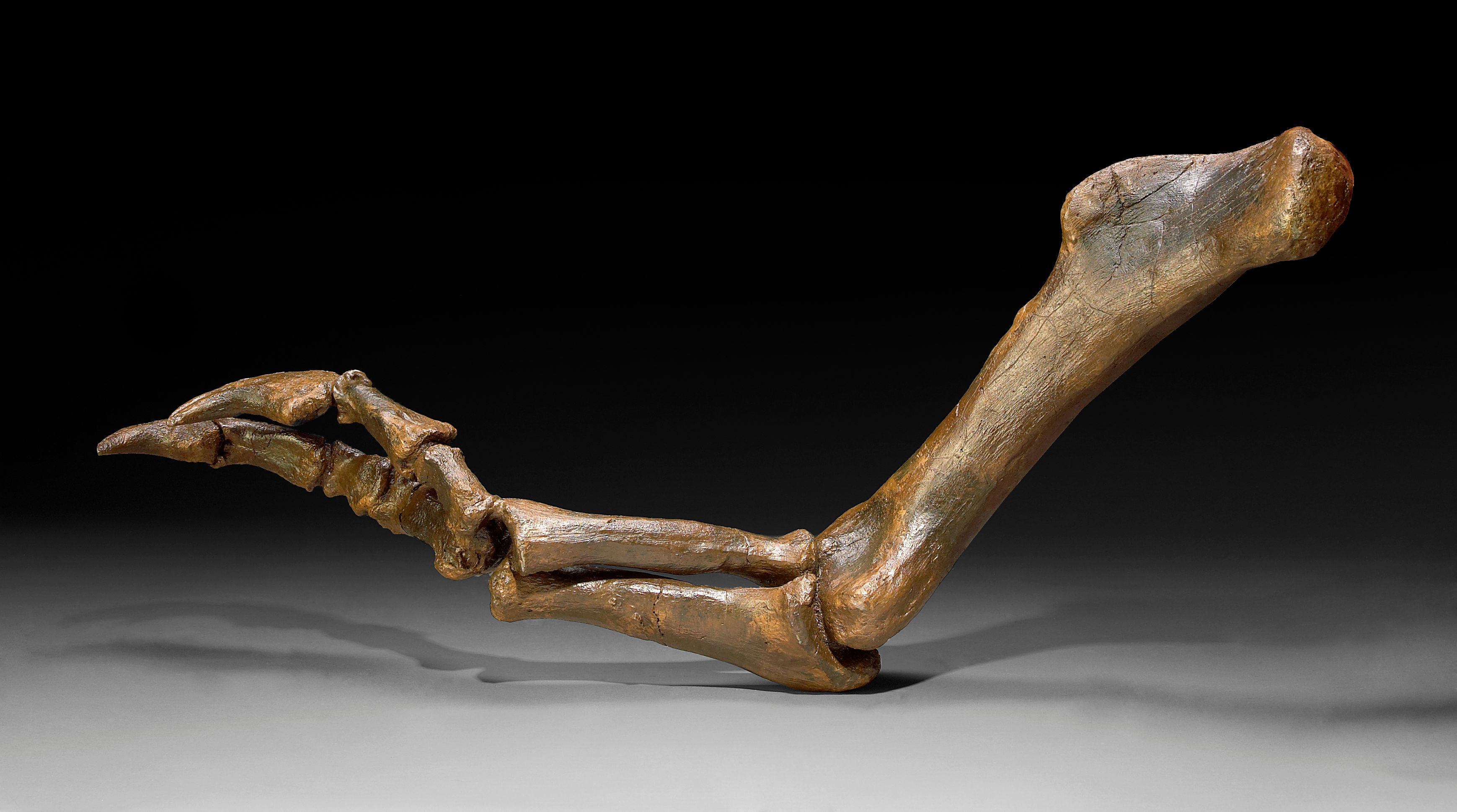 Arm of the T-rex Named Sue - Research Quality Cast Replica - auctions ...