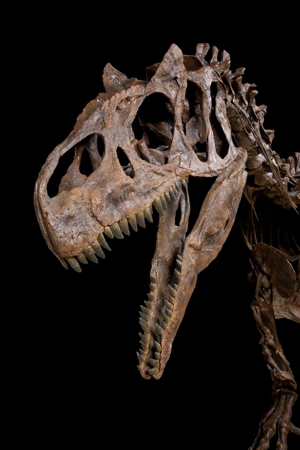 Allosaurus Fossil
