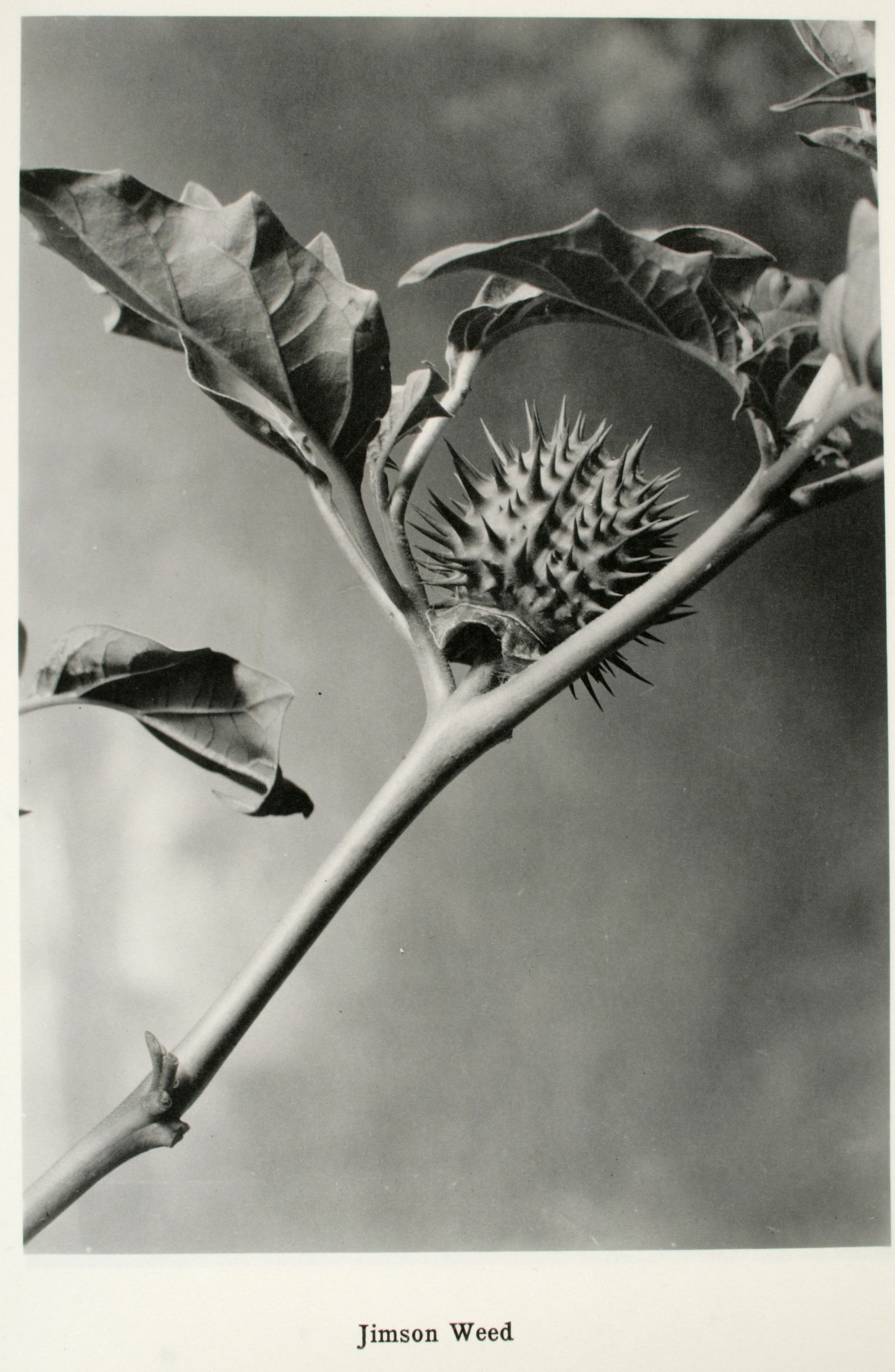 BAKER, RAY JEROME. - auctions & price archive