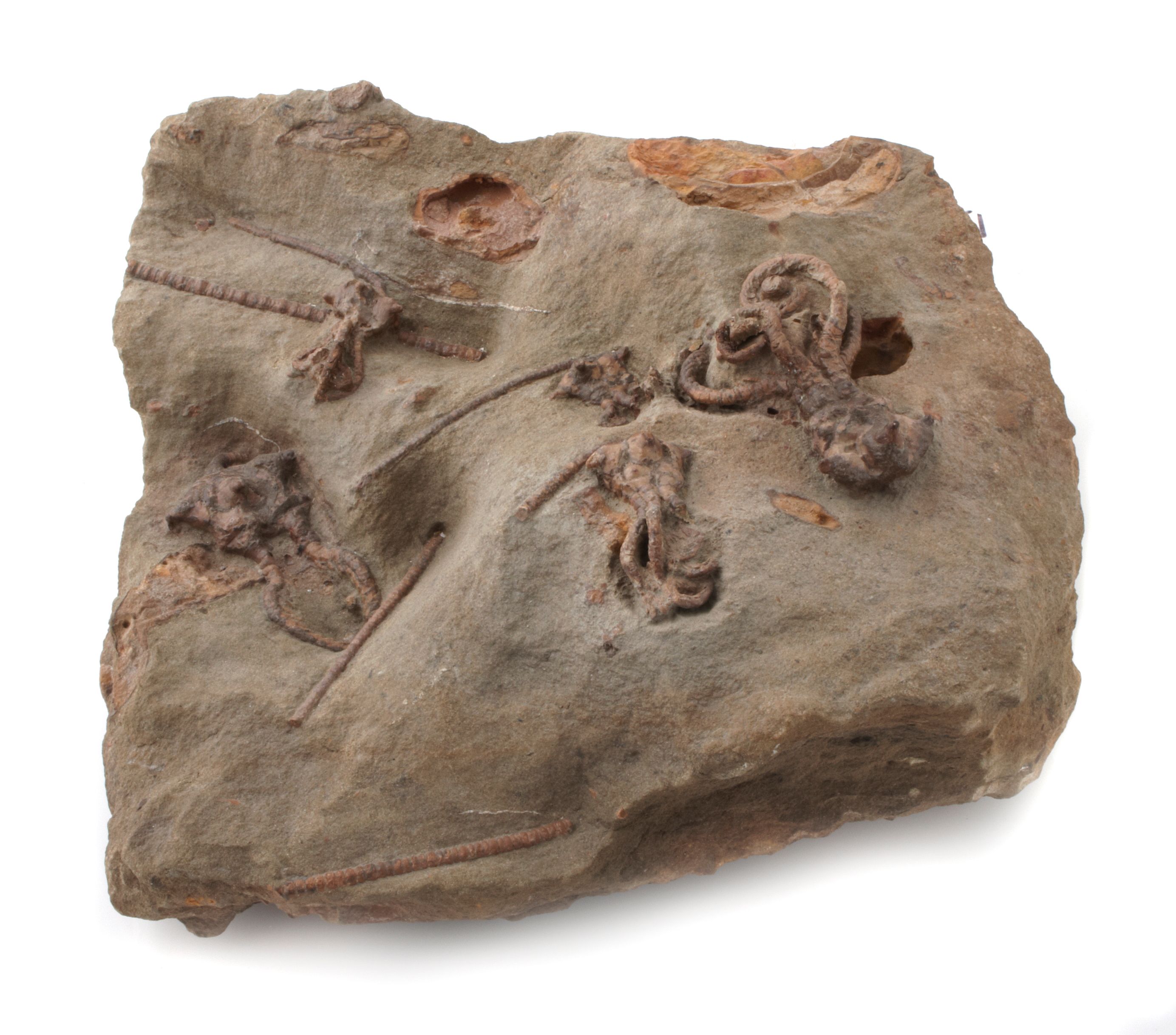 Bonhams : Australian Crinoid Plate