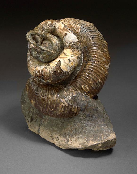 Bonhams : Exquisite Heteromorph Ammonite