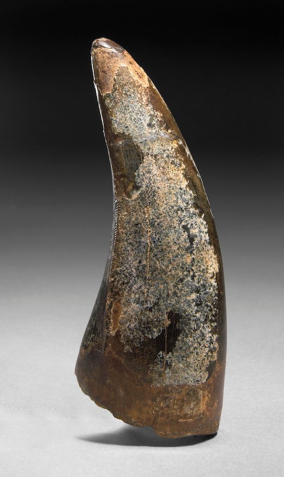 Bonhams : Exceptional, Very Large T. rex Tooth - An Unsurpassed Marvel