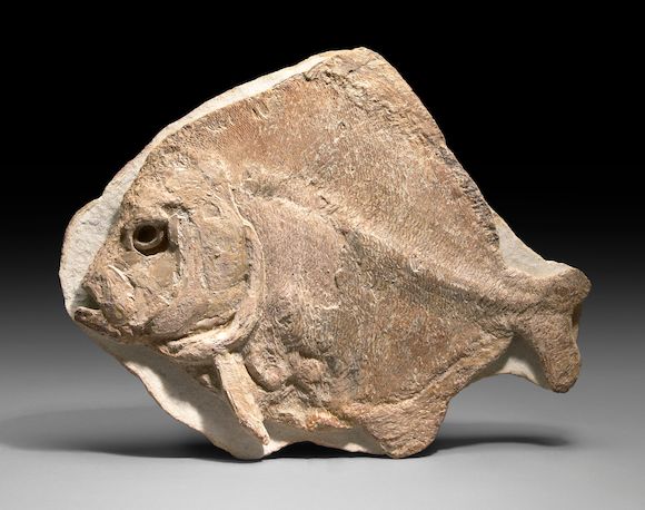 Bonhams : Santana Formation Fish in Nodule