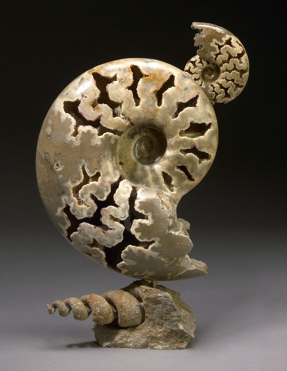 Bonhams : Chambered Ammonite Sculpture