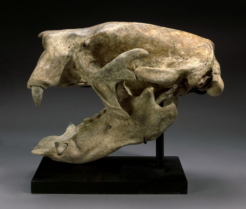 Bonhams : Exceptional Giant Ground Sloth Skull