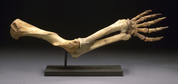 Bonhams : Cave Bear Arm