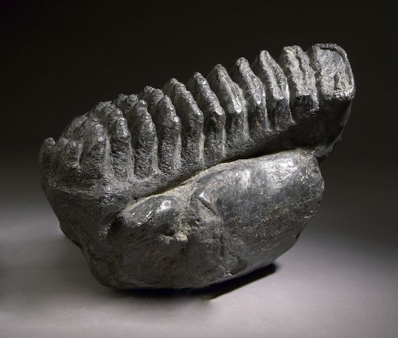 Bonhams : Stegodon Tooth in Jaw