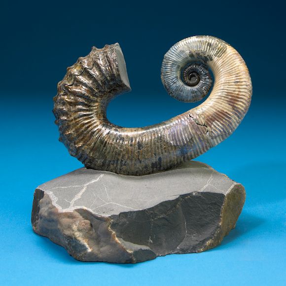 Bonhams : Russian Uncoiled Ammonite