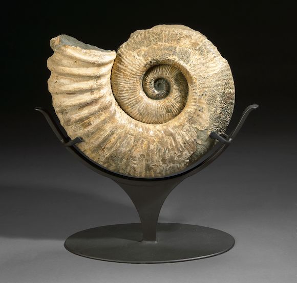 Bonhams : Incomparable Russian Ammonite on Stand