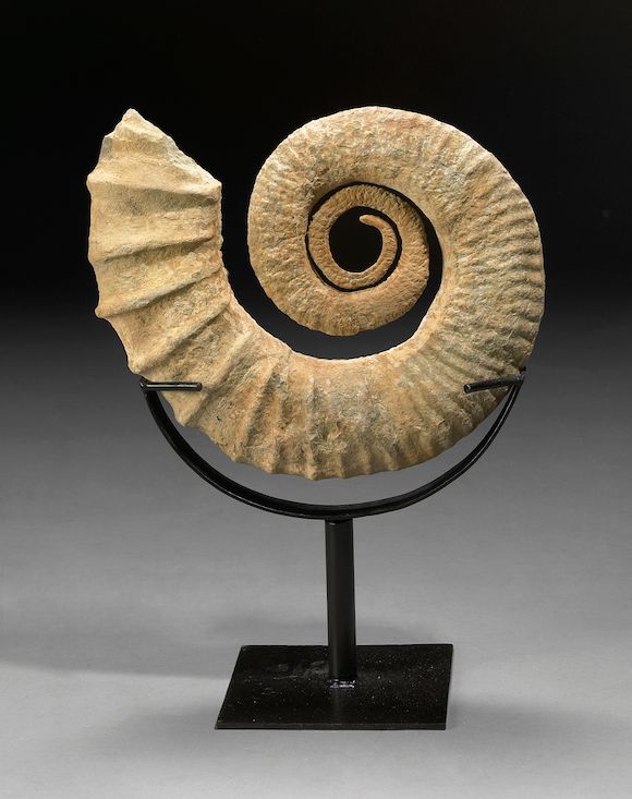 Bonhams : Agadir Ammonite on Stand