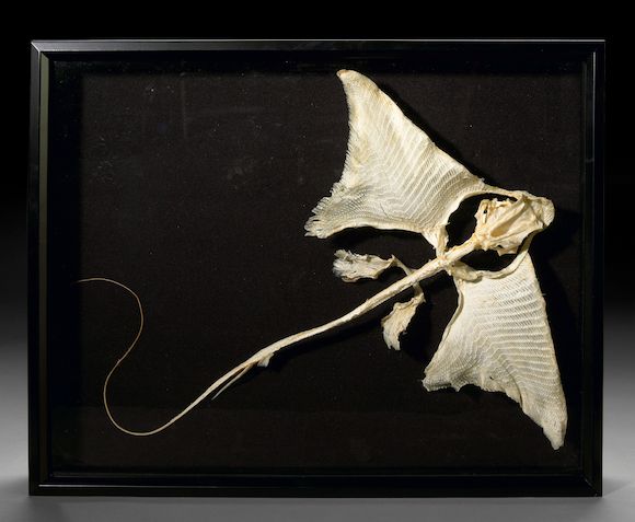 Bonhams : Framed Ray Skeleton