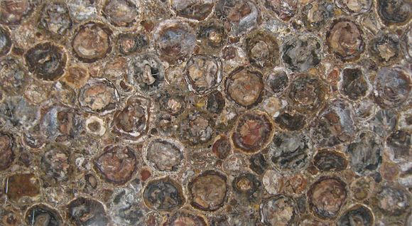 Bonhams : Petrified Wood Wall Slab