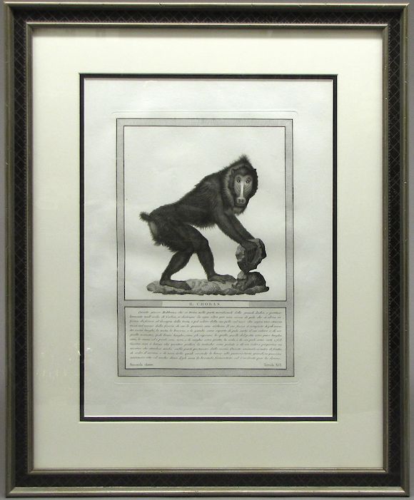 Bonhams : Four framed black and white engravings of primates after ...