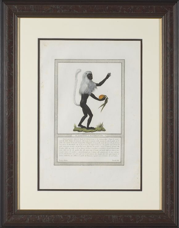 Bonhams : Six framed handcolored engravings of primates after Nicolas ...
