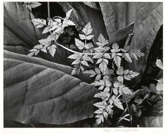 Bonhams : Imogen Cunningham (American, 1883-1976); Leaves;