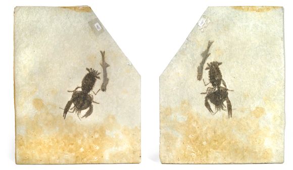 Bonhams : Positive and Negative Fish and Crayfish Fossil Plate