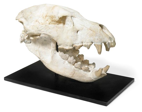 Bonhams : Hyena Skull on Stand Hyena sp. Central Asia, Miocene