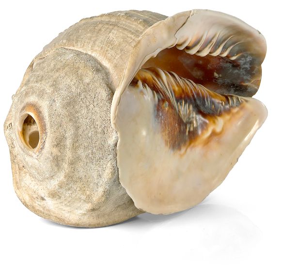 Bonhams : Conch Shell Trumpet, pu, Hawaiian Islands