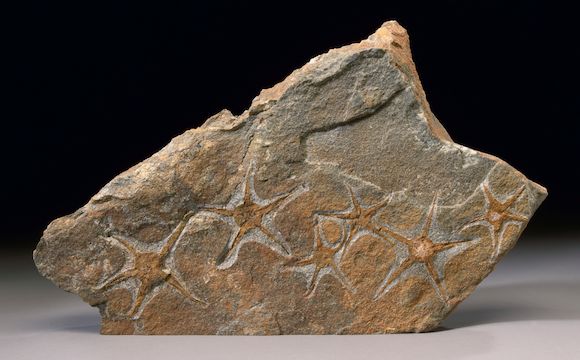 Bonhams : Fossil Starfish Plate