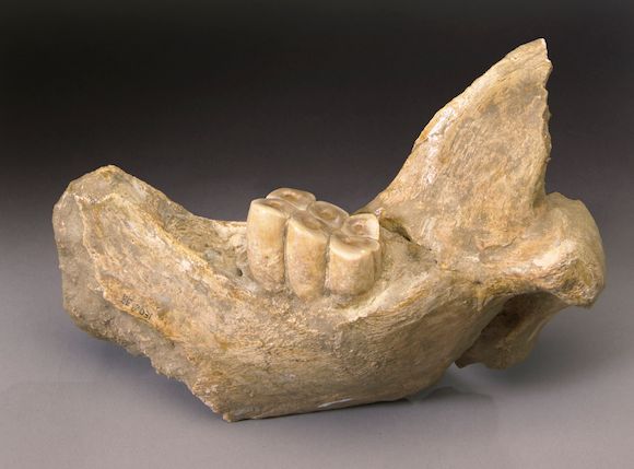 Bonhams : Desmostylus Jaw and Tooth