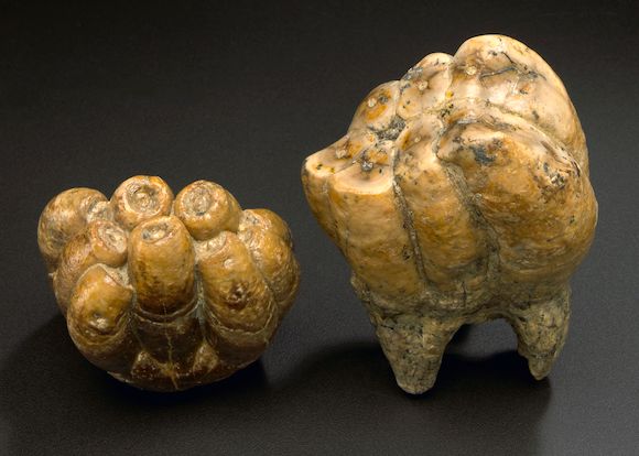 Bonhams : Two Desmostylus Teeth