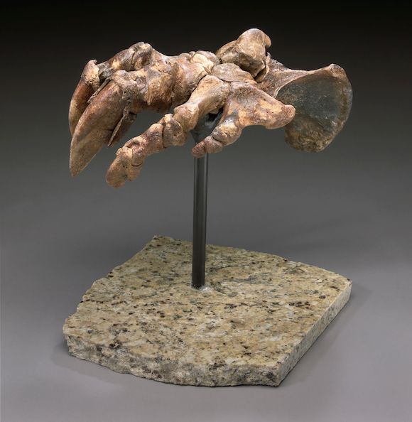 Bonhams : Exceptional Sloth Foot Specimen on Stand