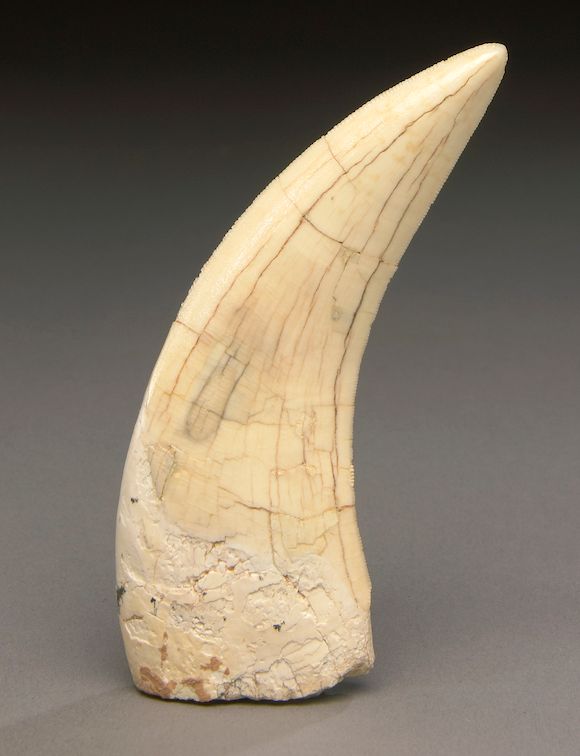 Bonhams : Machairodus Saber