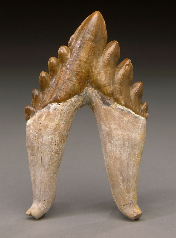Bonhams : Dorudon Huge Tooth from a Shark-Toothed Whale