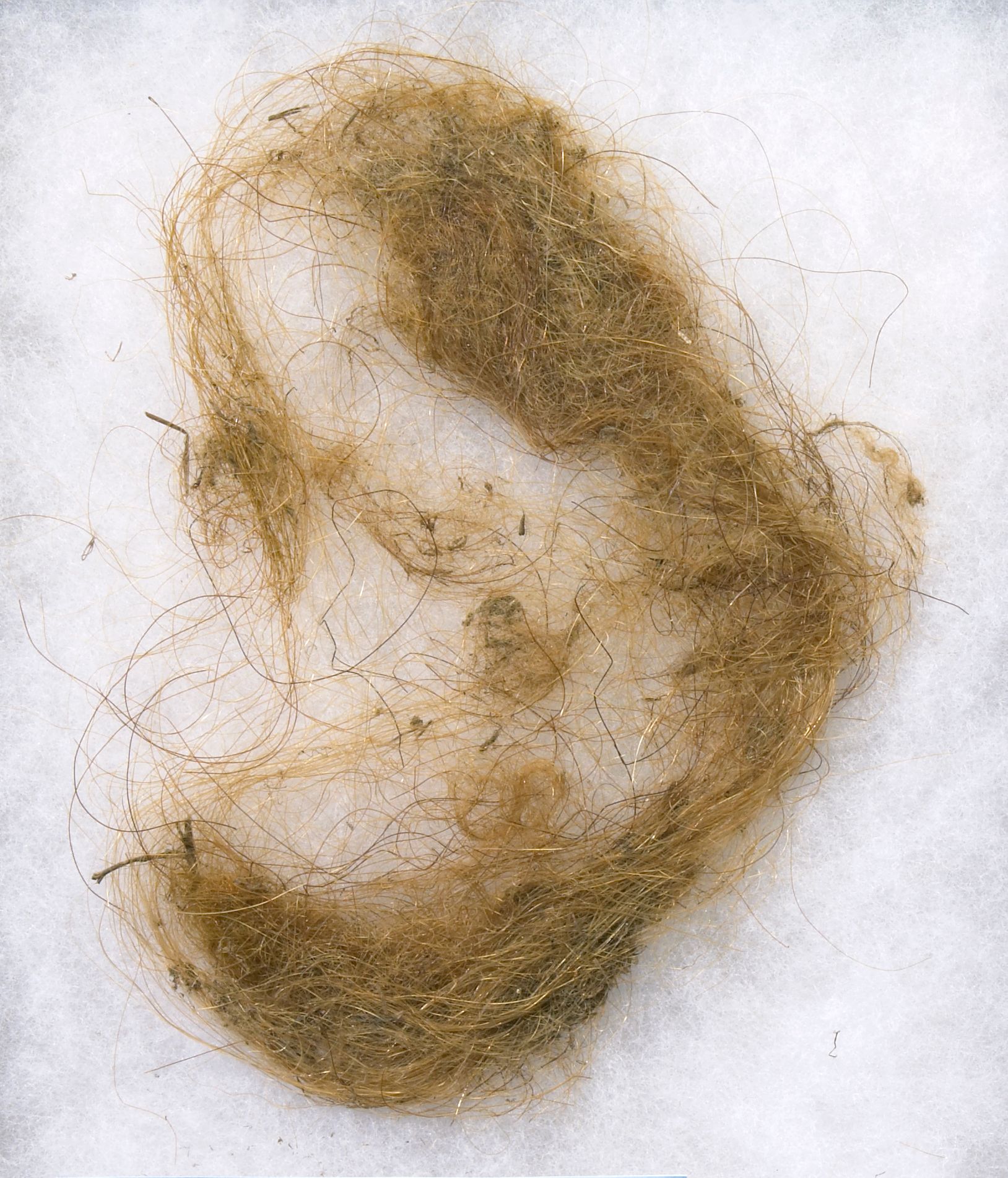Woolly Mammoth Hair - auctions & price archive