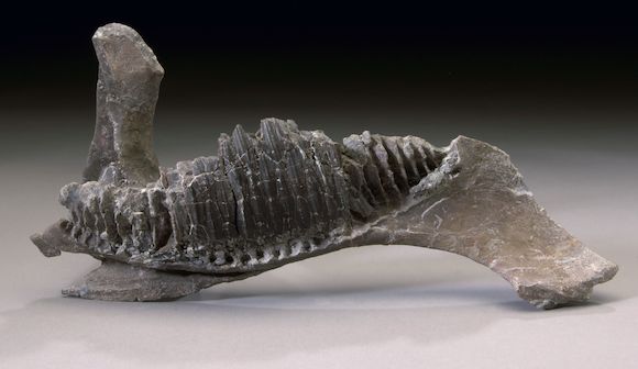 Bonhams : Duckbill Dinosaur Dentary with Teeth