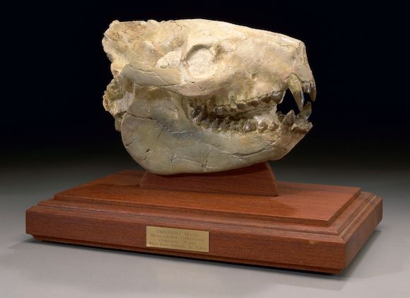 Bonhams : Large Oreodont Skull with Associated Postcranial Bones
