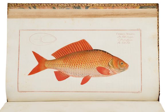 Bonhams : BLOCH, MARCUS ELIESER. 1723-1799. Ichtyologie, ou histoire ...