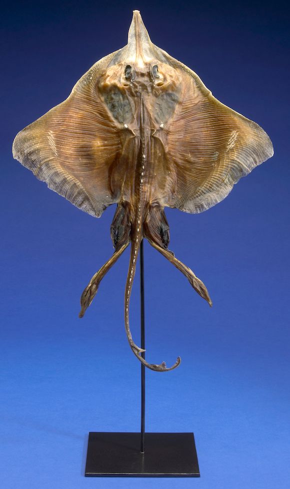 Bonhams : Taxidermy Stingray on Stand