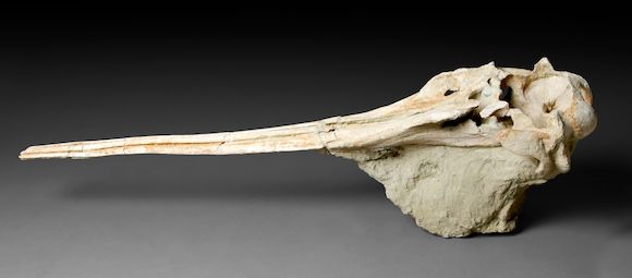Bonhams : Ancient Porpoise Skull