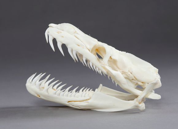 Bonhams : Large Python Skull