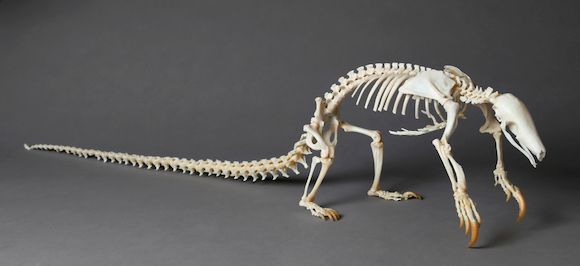 Bonhams : Tree Pangolin Skeletons